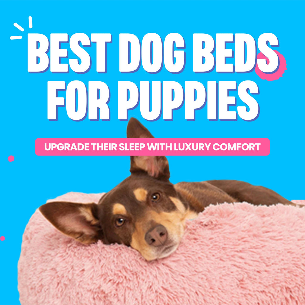 The Best Dog Beds for Puppies | Rover Pet Products