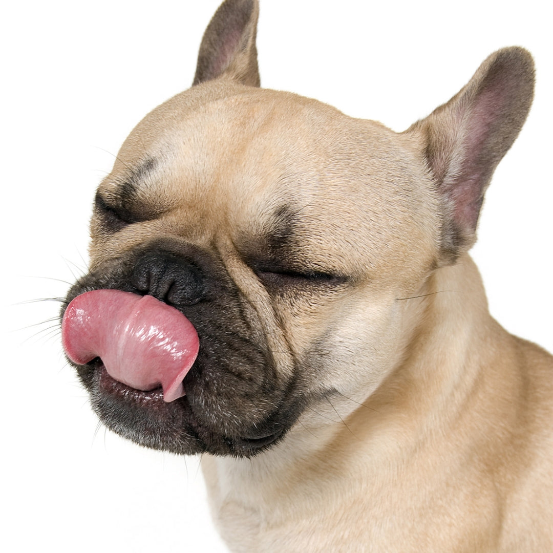 A New Top Dog in the USA - The Frenchie! | USA's #1 breed – Rover Pet ...