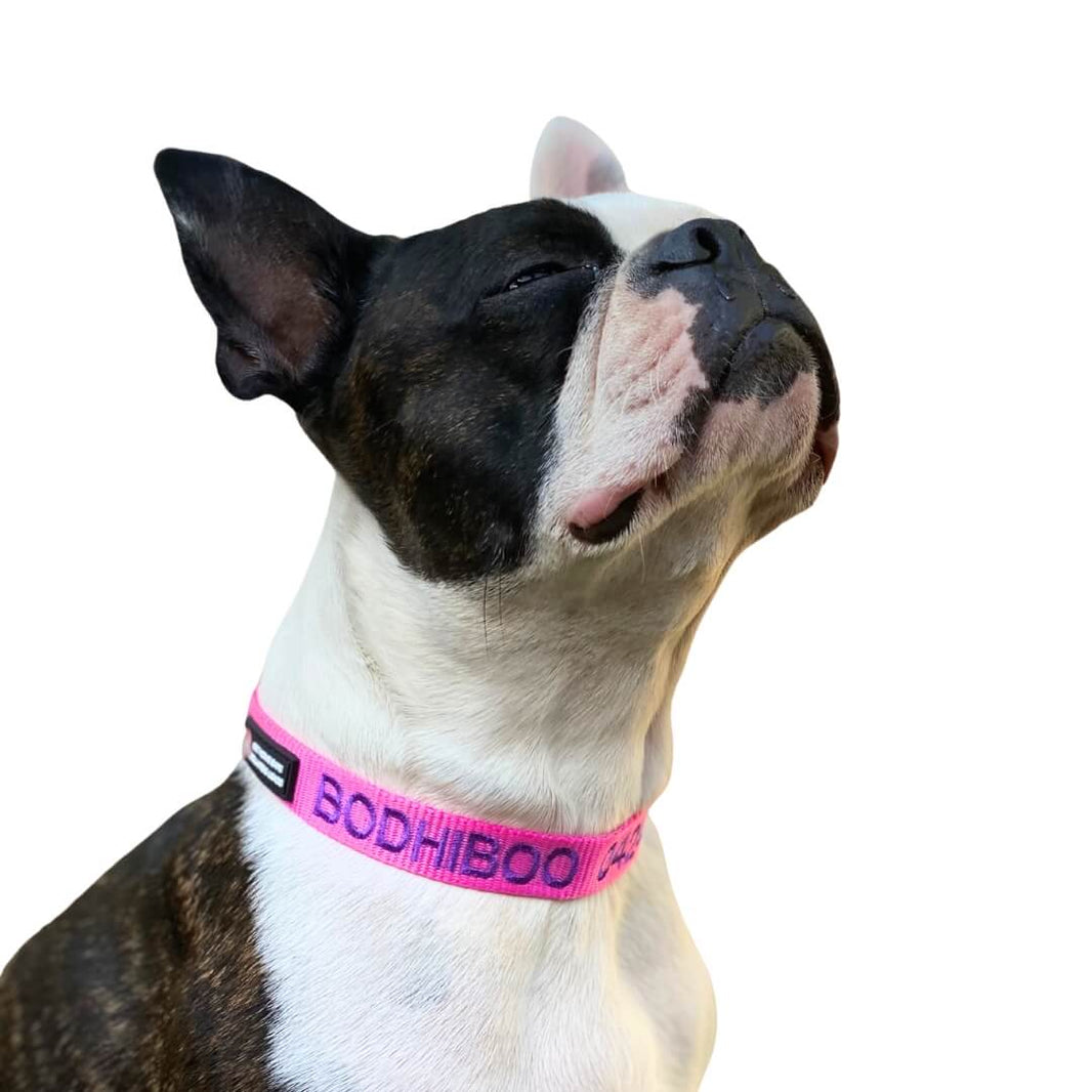Custom Pet Collars | Personalised Dog & Cat Collars | Rover Pet Products