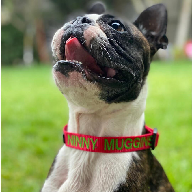 Custom Pet Collars | Personalised Dog & Cat Collars | Rover Pet Products