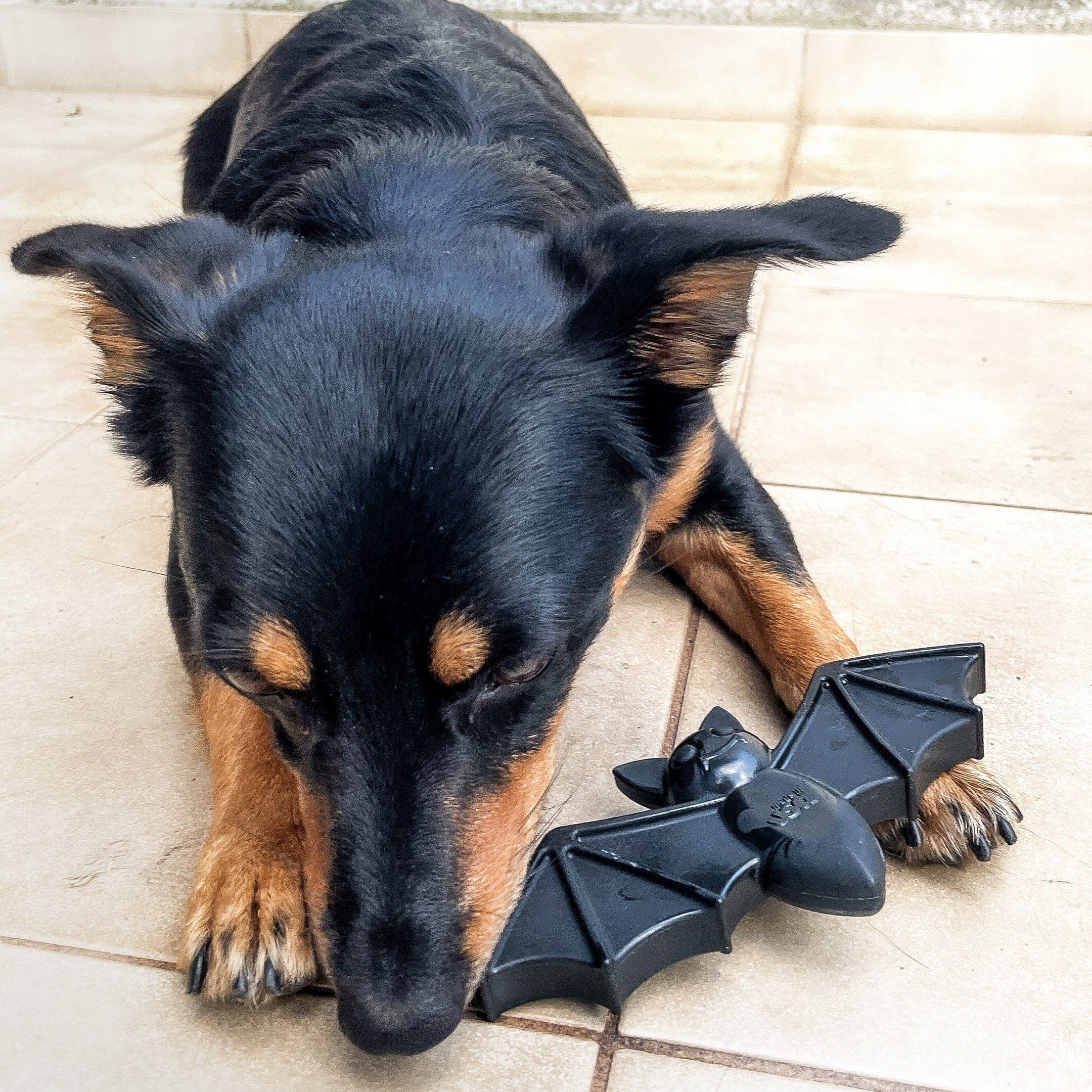Nylon Bat Dog Toy – Tough Chew & Enrichment | USA Made – Rover Pet Products
